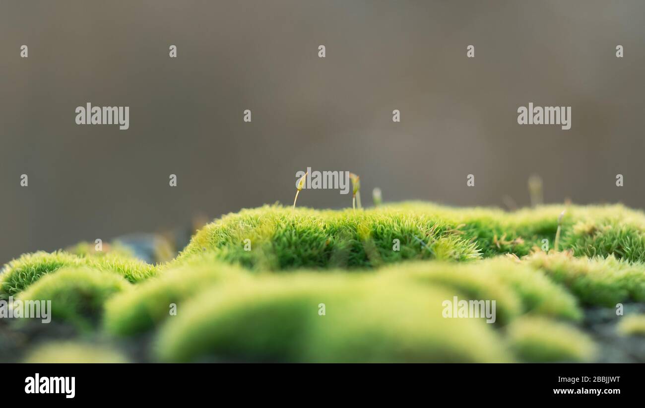 Green moss texture hi-res stock photography and images - Alamy