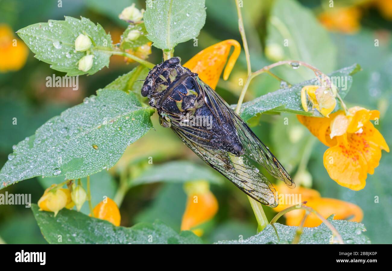 Impatiens capensis hi-res stock photography and images - Alamy