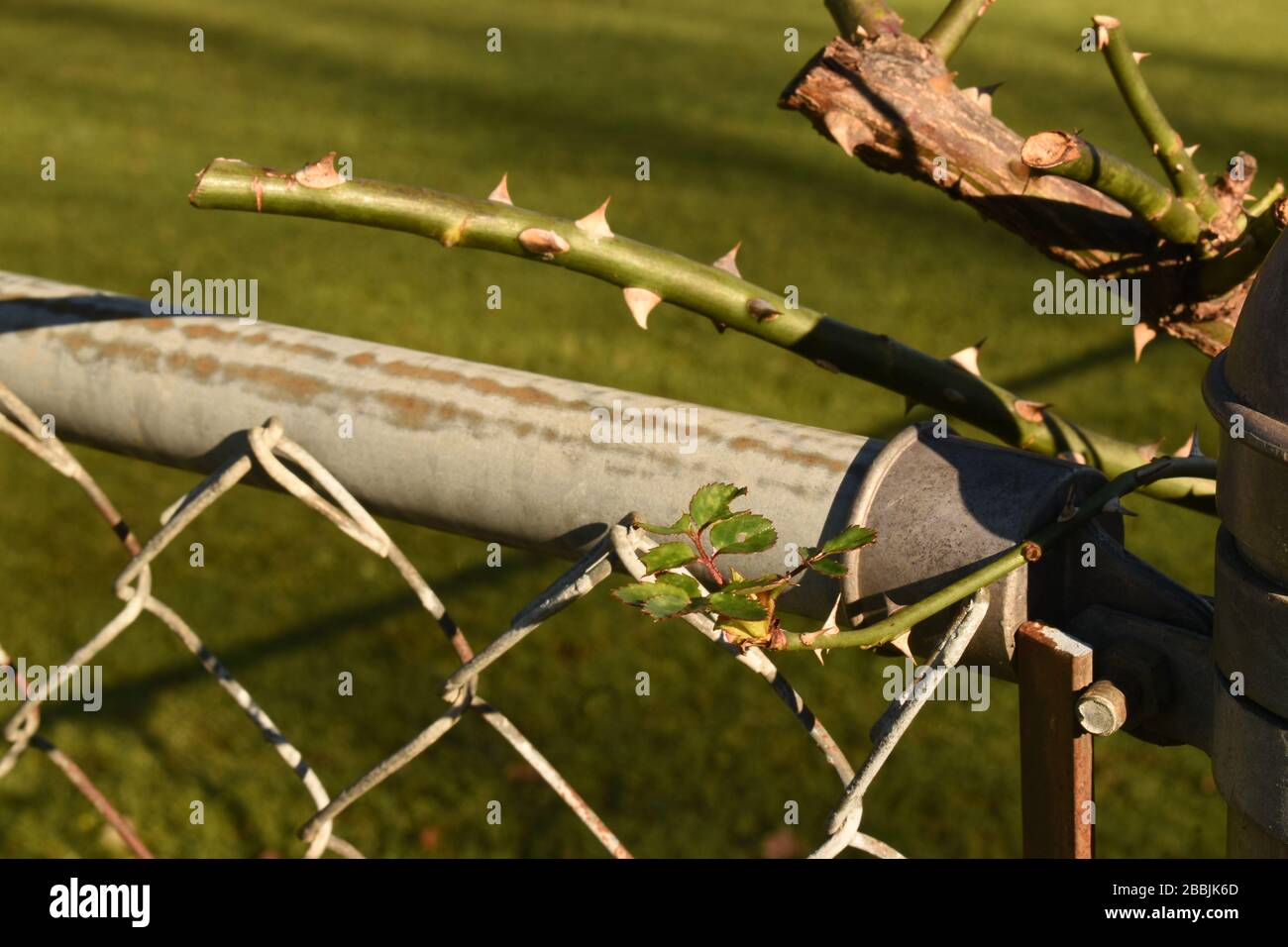 Rose new growth leaf hi-res stock photography and images - Alamy