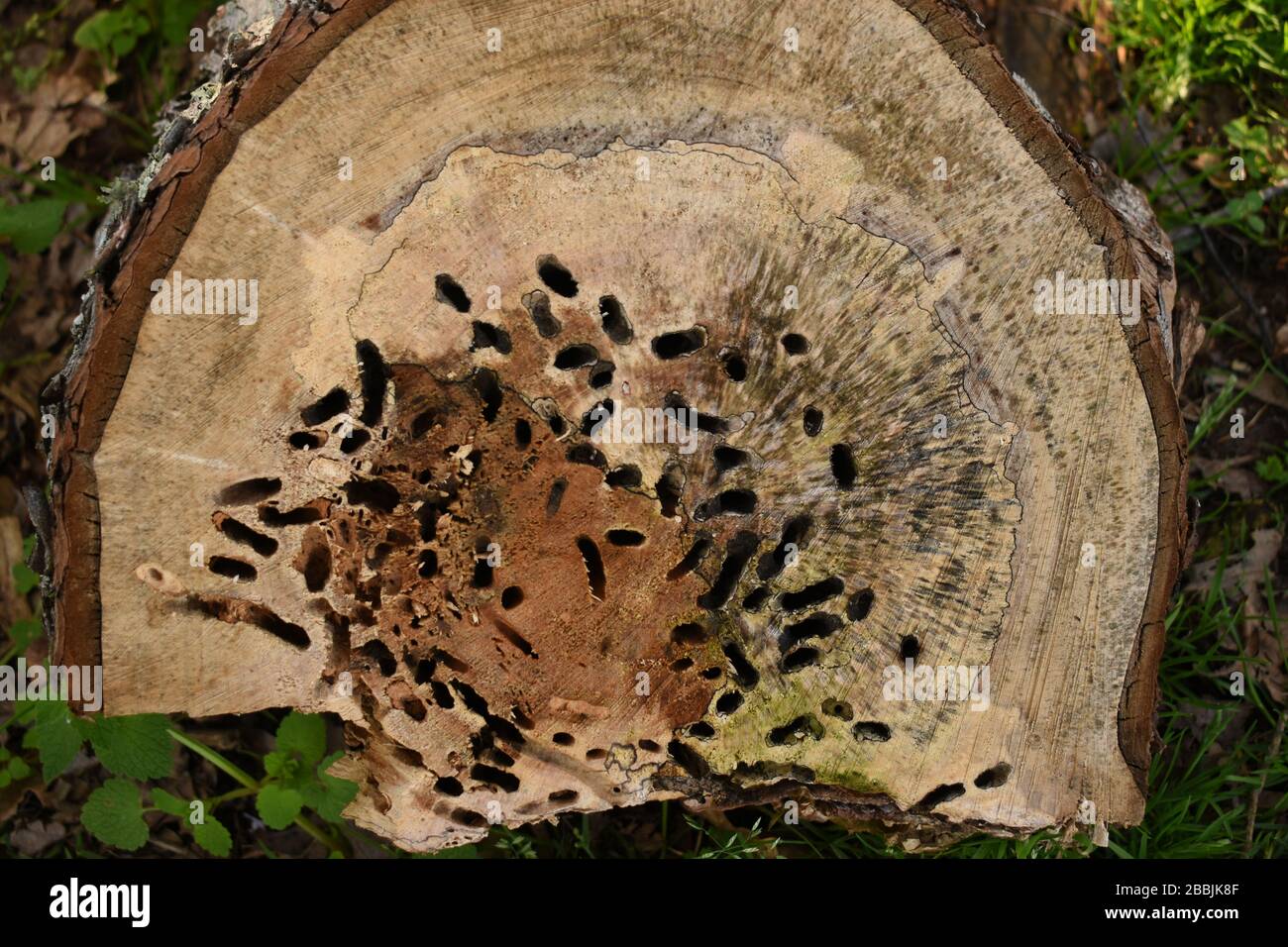 Carpenter ants hi-res stock photography and images - Alamy