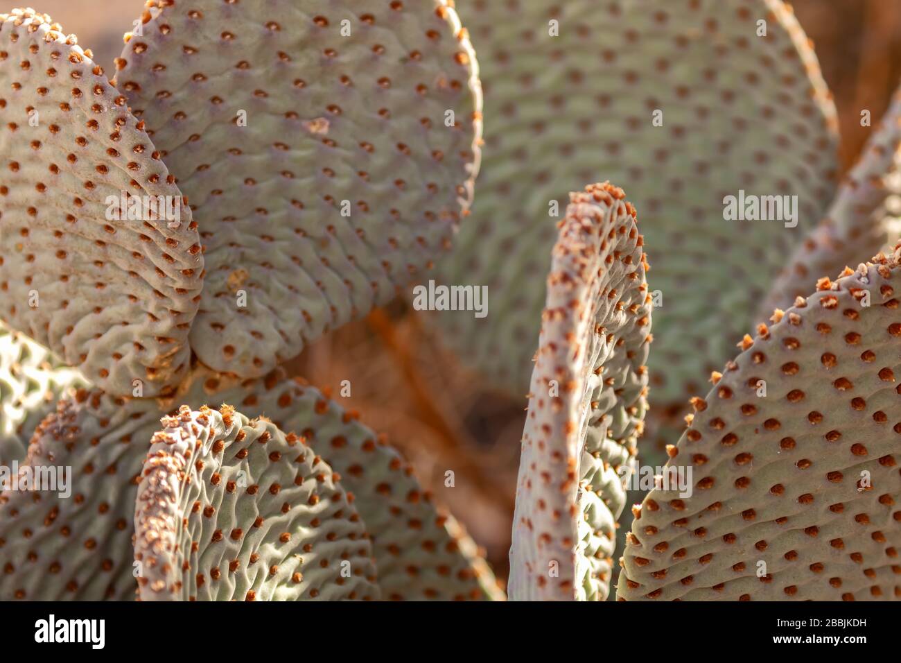 Beavertail cactus opuntia basilaris hi-res stock photography and images ...