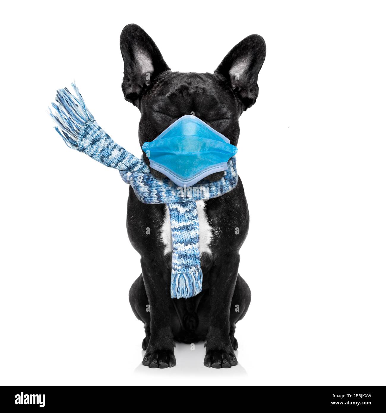 sick and ill french bulldog dog isolated on white background with face ...