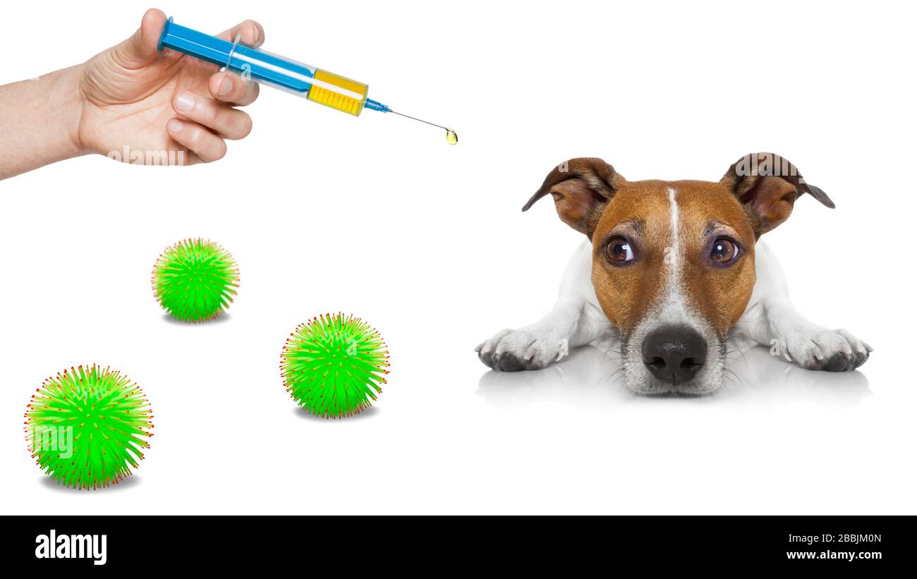 sick and ill jack russell dog isolated on white background , viral ...