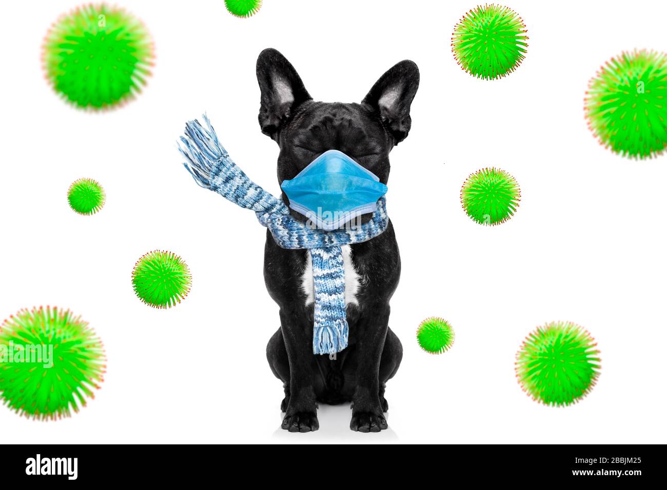 sick and ill french bulldog dog isolated on white background with face ...