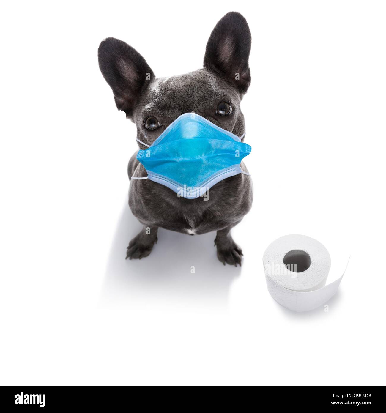 sick and ill french bulldog dog isolated on white background with face ...