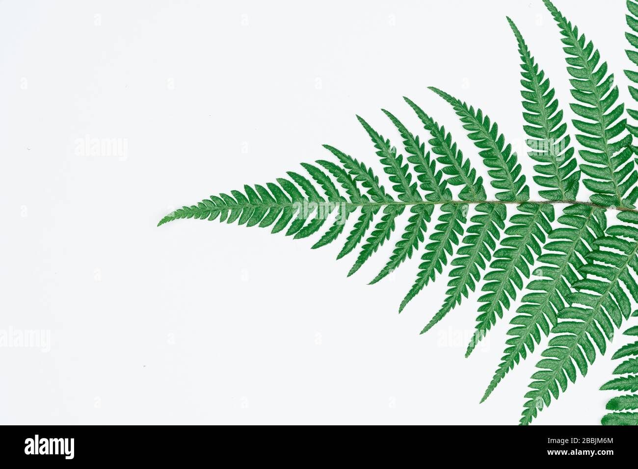 Creative layout made of papers and leaves Flat lay. Minimal nature ...