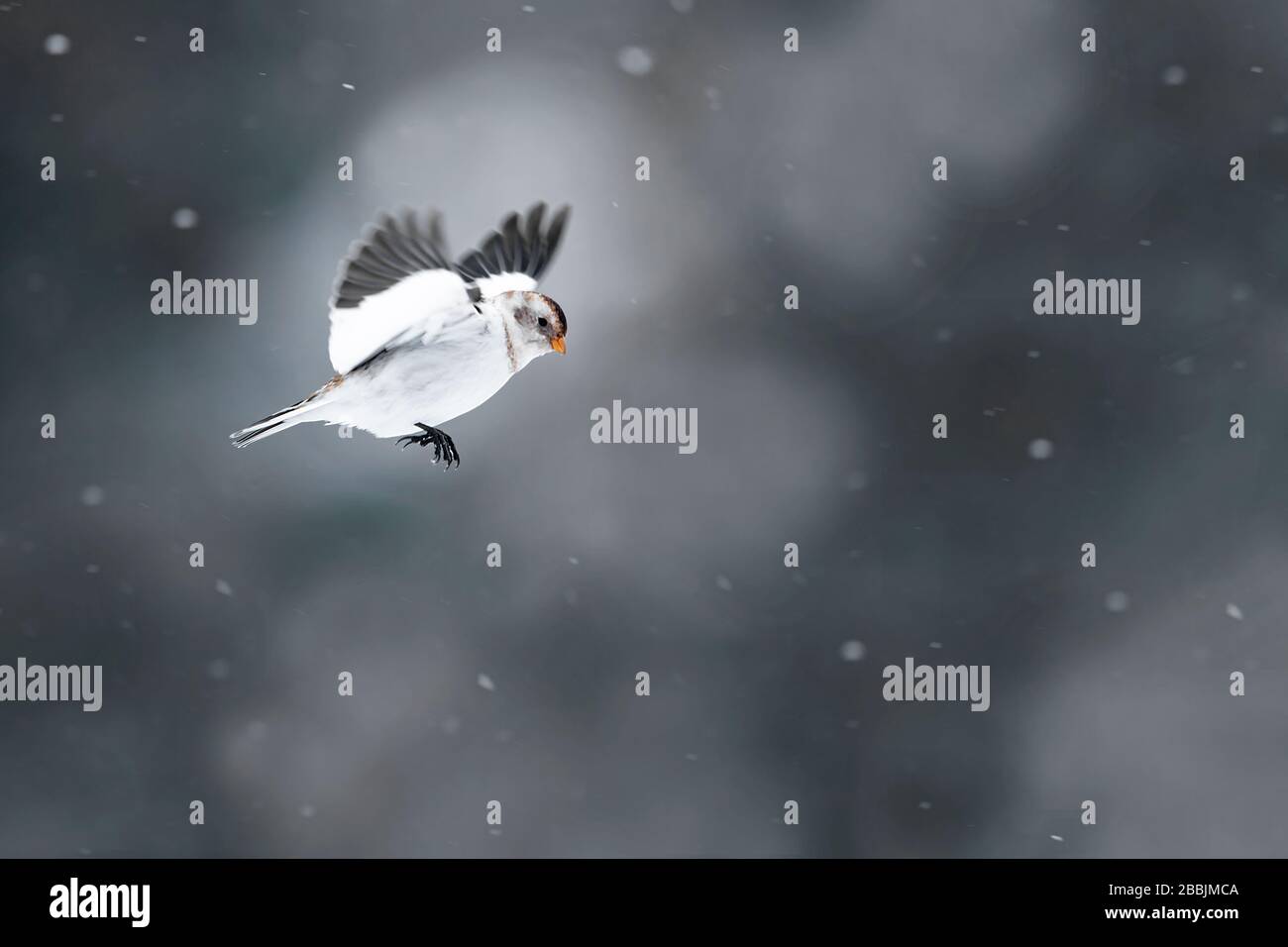 Snow bunting in flight bird hi-res stock photography and images - Alamy