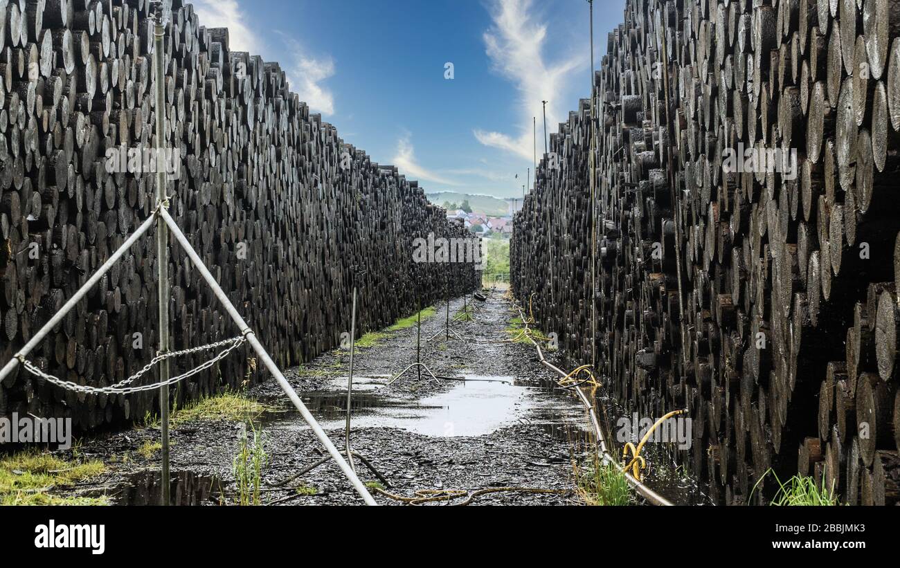 Tree trunks are sprayed with water using a spray system Stock Photo - Alamy