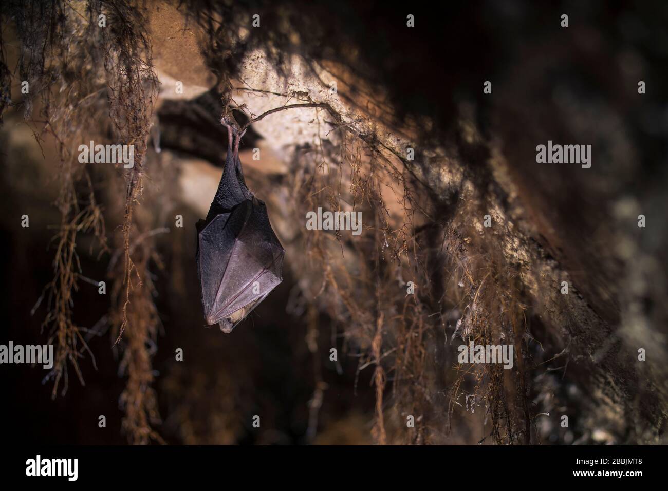 Close up small lesser horseshoe bat covered by wings, hanging upside ...