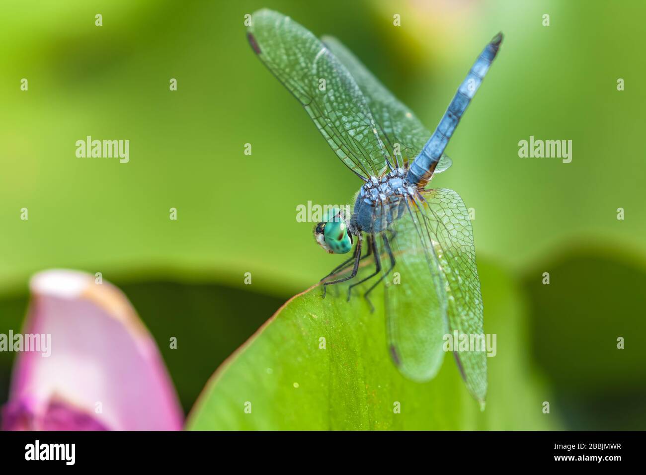 Blue male dasher hi-res stock photography and images - Alamy
