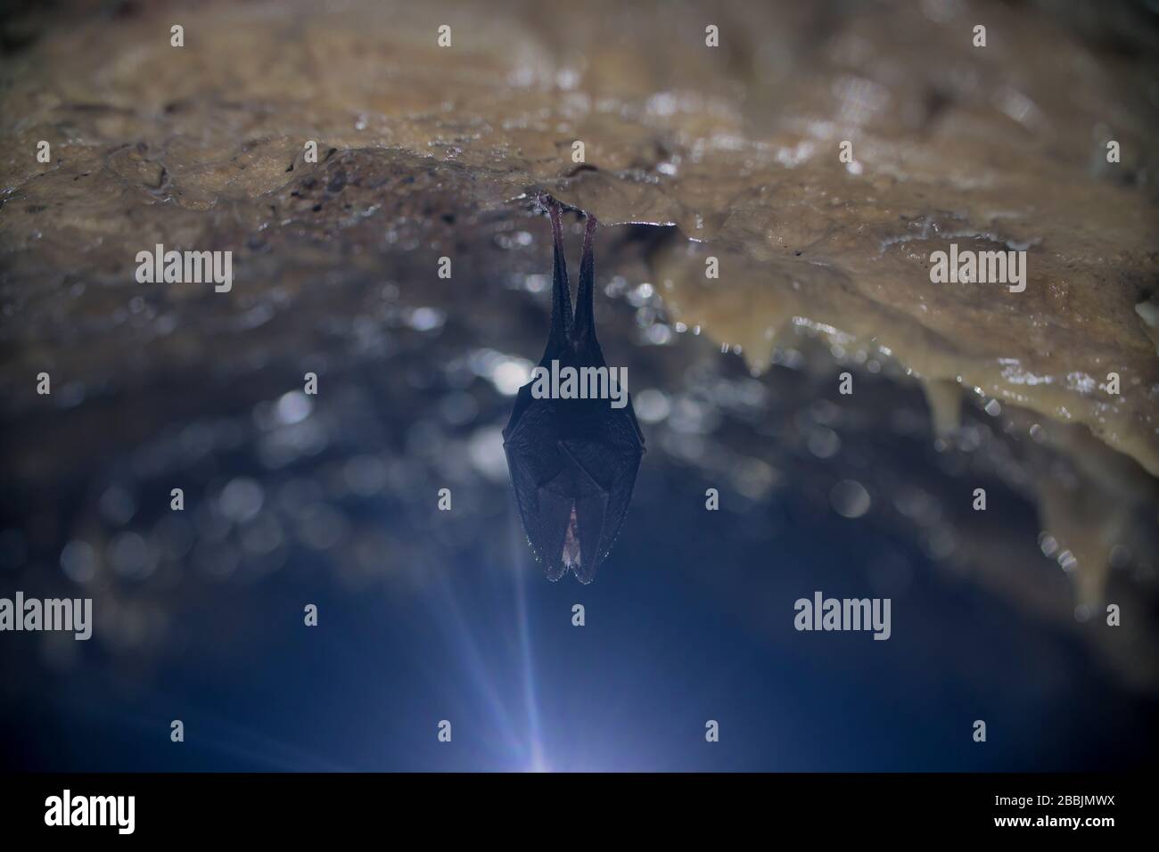 Close up small sleeping horseshoe bat covered by wings, hanging upside ...