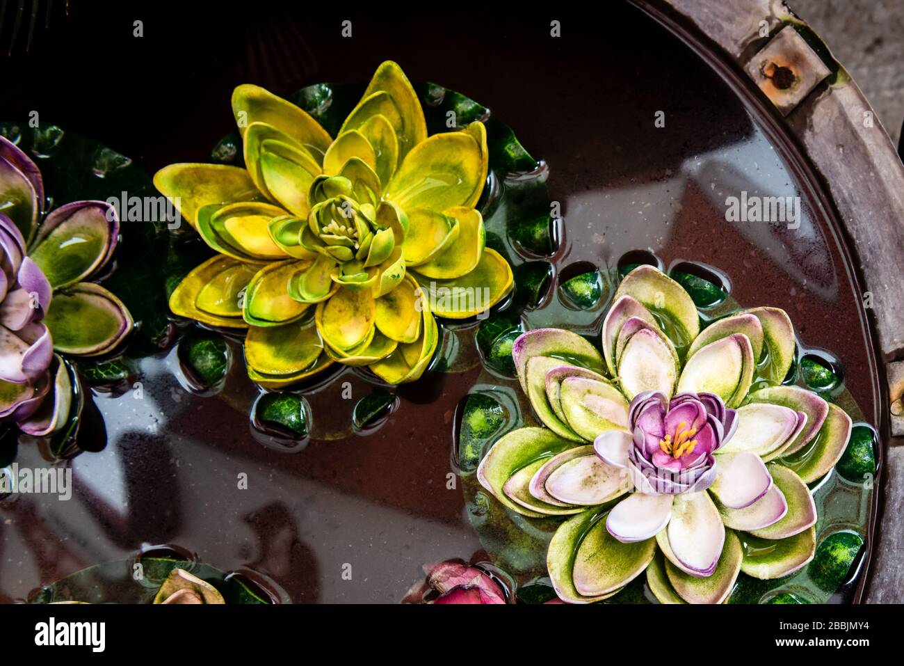 Two bright, pink and yellow lotus flowers in a pot with fungus and mold ...