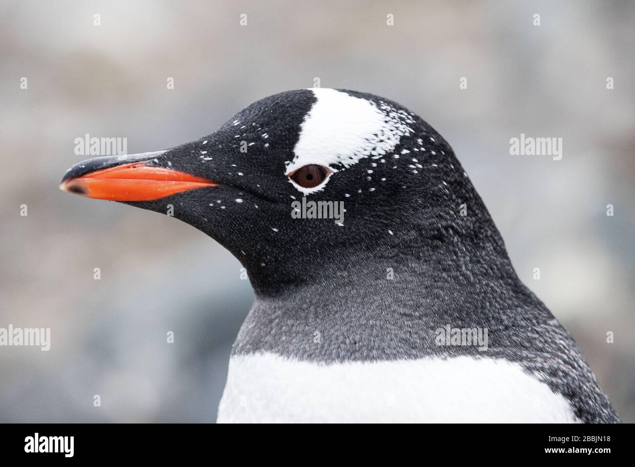 Close up photo of penguin hi-res stock photography and images - Alamy
