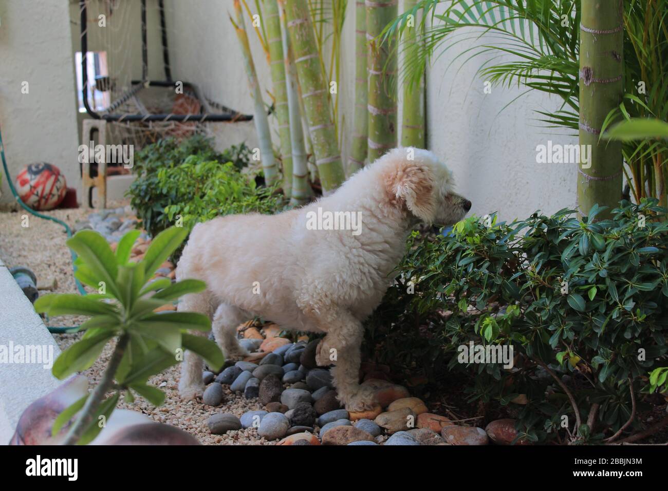 A little look of a yard full of animals & nature Stock Photo - Alamy