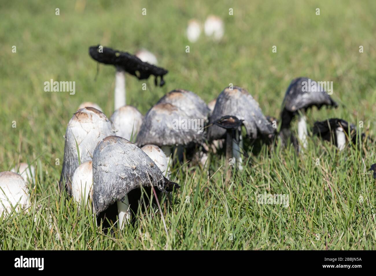Cluster of toadstools growing in the Falkland Islands Stock Photo - Alamy