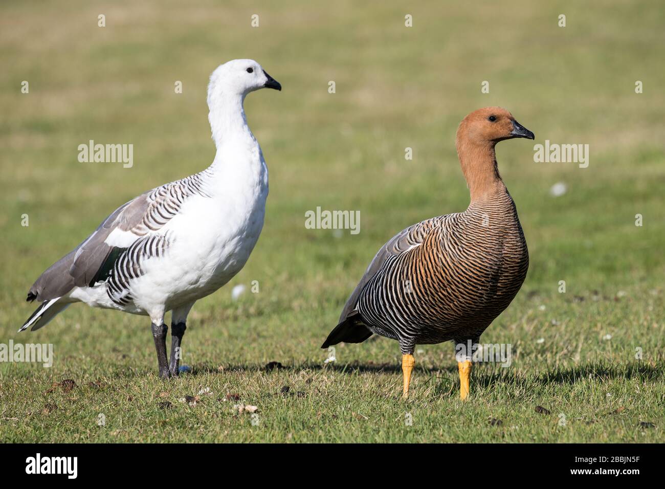 Upland Goose pair at Falkland Islands Stock Photo - Alamy