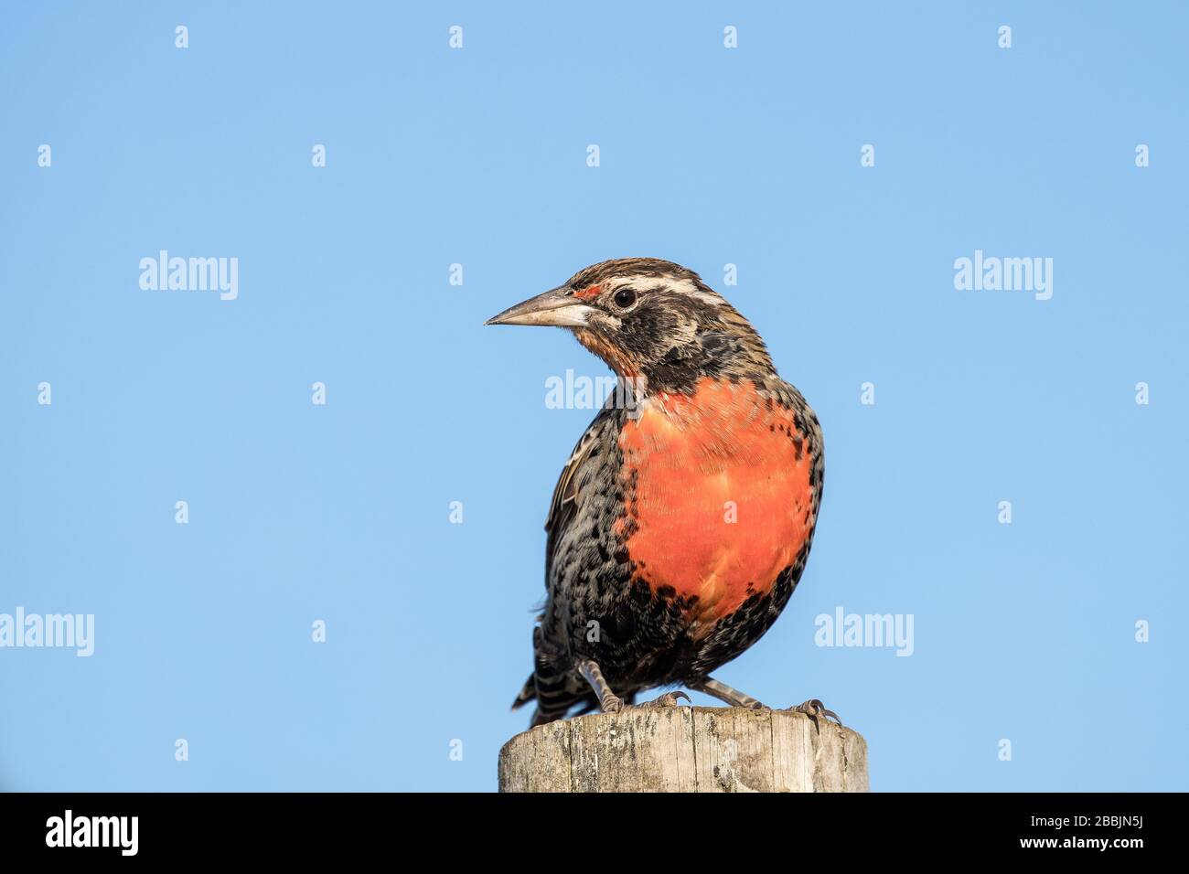 Meadow lark hi-res stock photography and images - Alamy