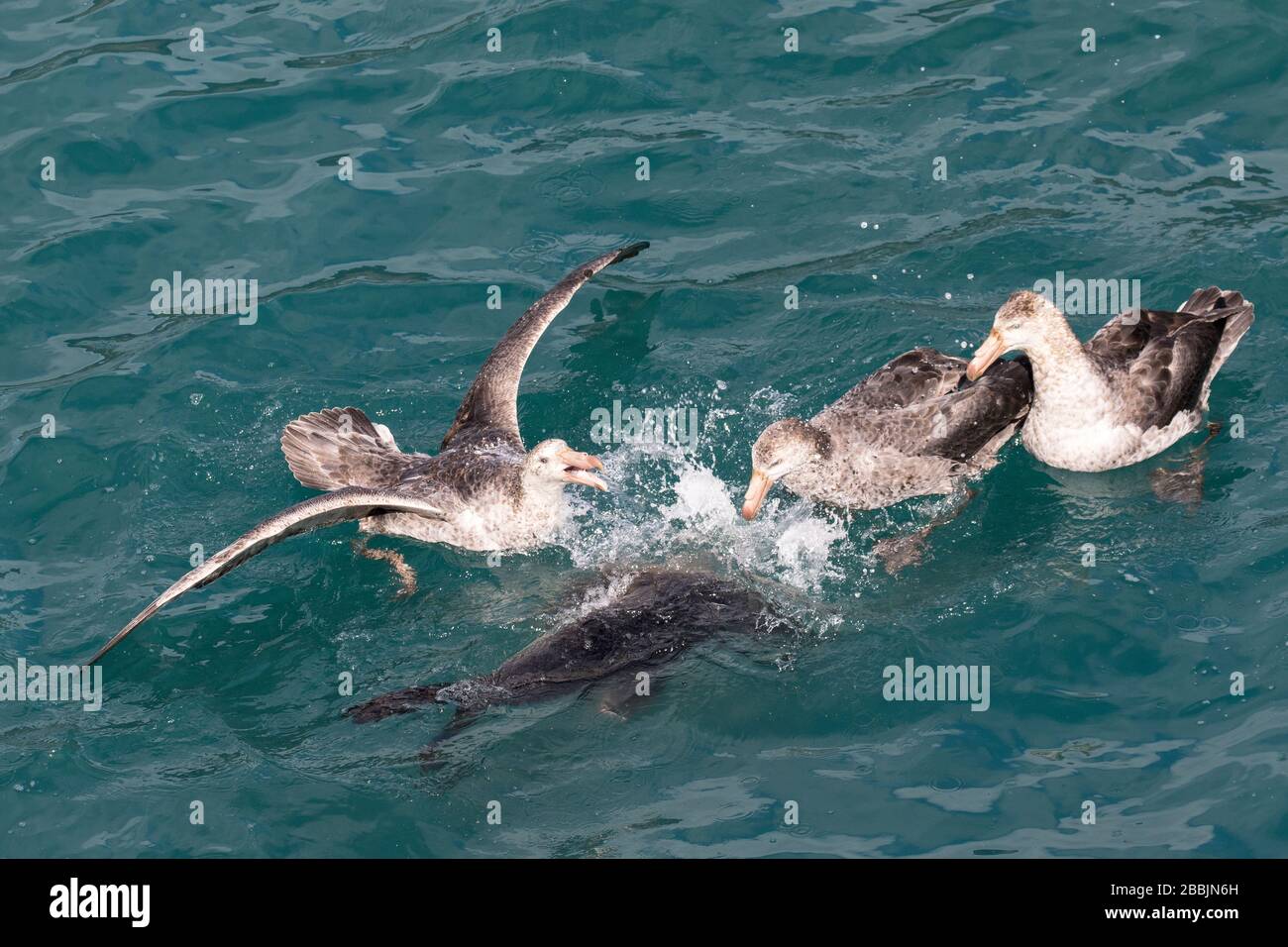 Giant petrels hi-res stock photography and images - Alamy