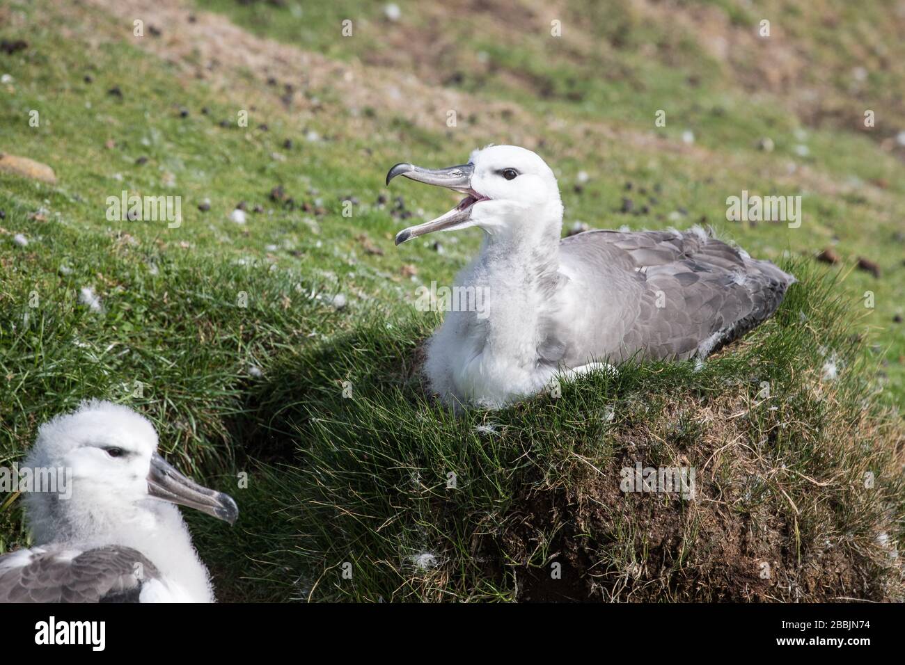 Albatross on nest hi-res stock photography and images - Alamy