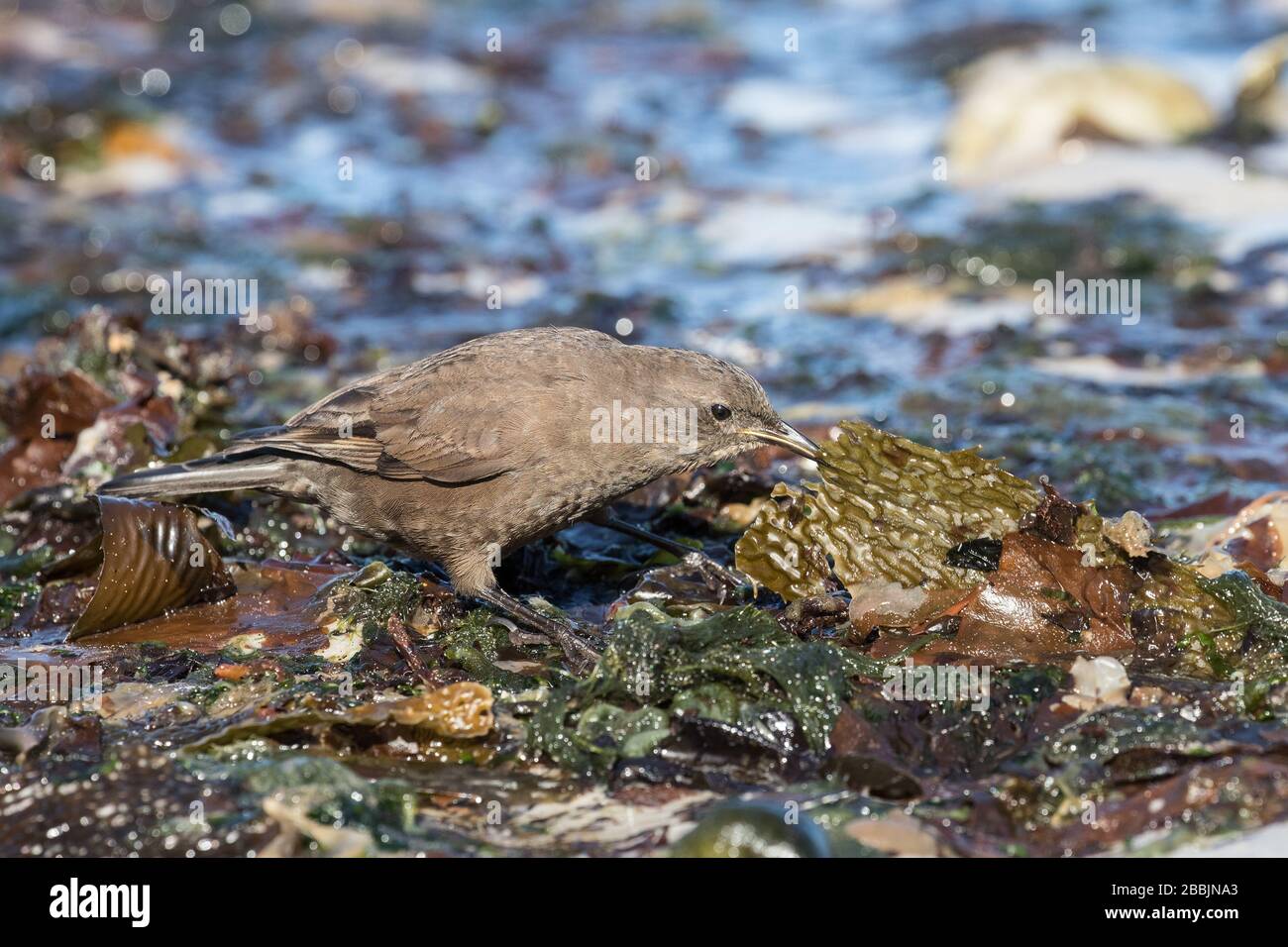 Tussock Bird turning sea weed for invertebrates to feed on Stock Photo ...