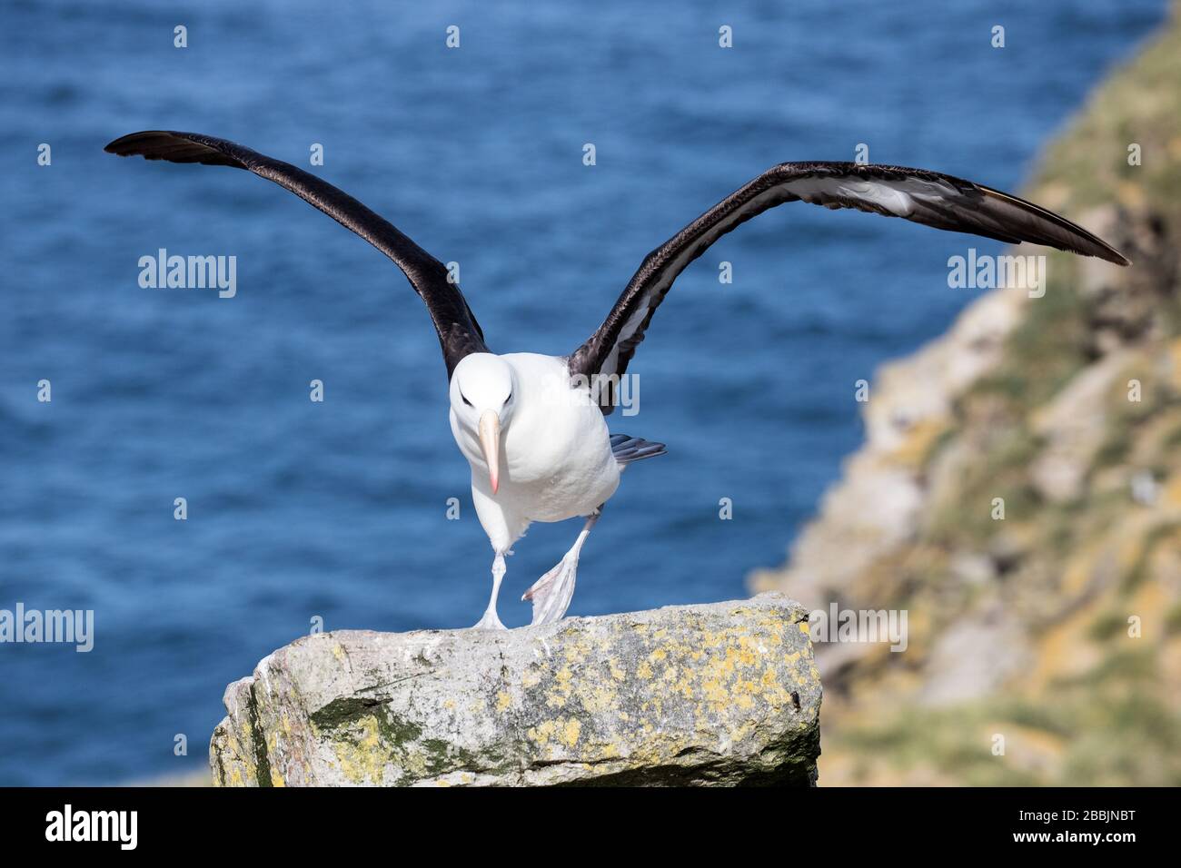 Black-browed Albatross with wings open Stock Photo - Alamy