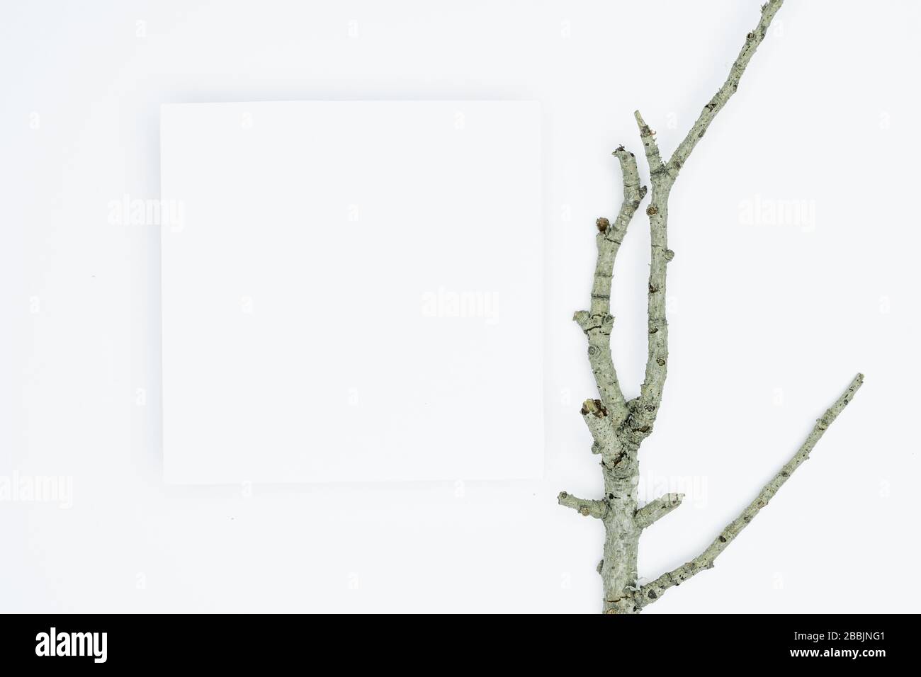 Creative layout made of papers and leaves Flat lay. Minimal nature ...