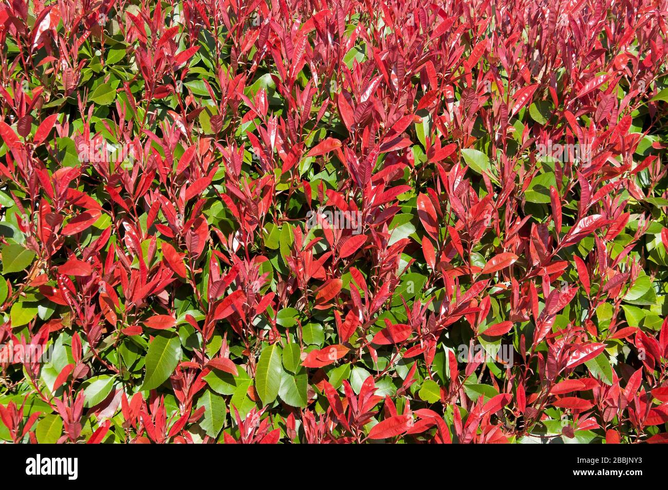 Fresh springtime shoots in a garden hedge, Surrey, England Stock Photo ...