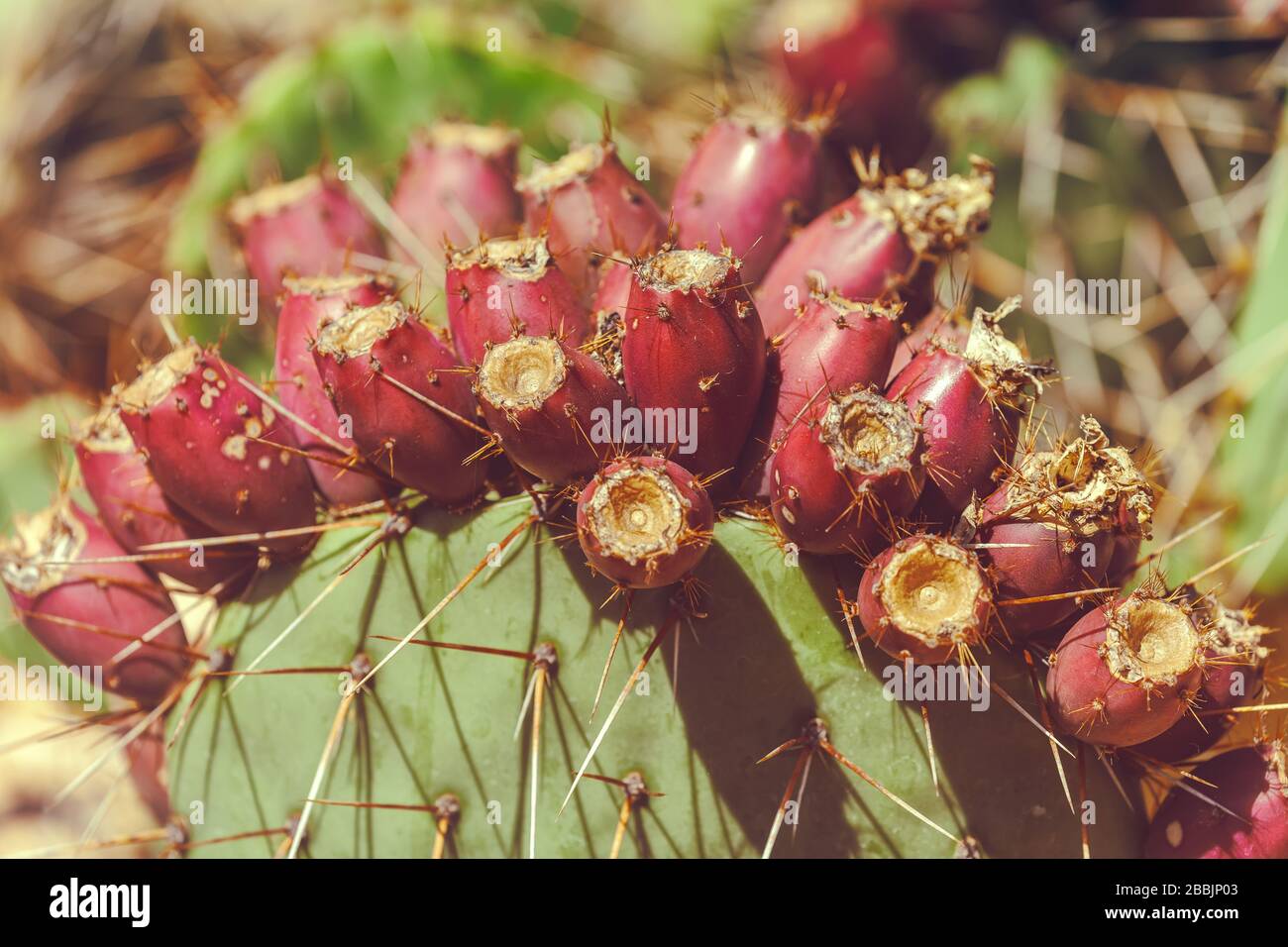 Close up at the fruit of coastal prickly-pear (Opuntia littoralis Stock ...
