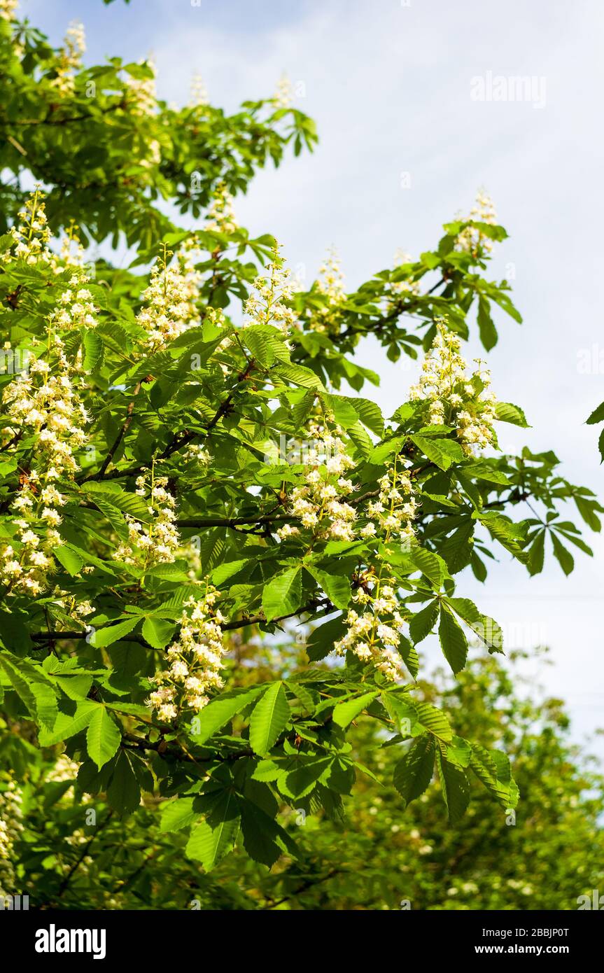Flowering branches of chestnut Castanea sativa tree, and bright blue ...