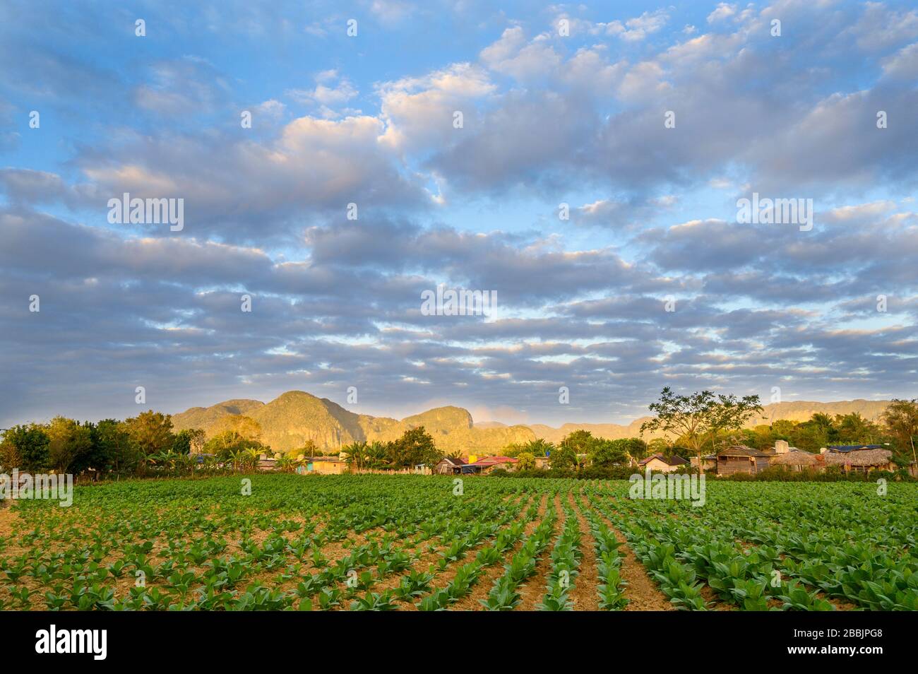 Cigar trees hi-res stock photography and images - Alamy
