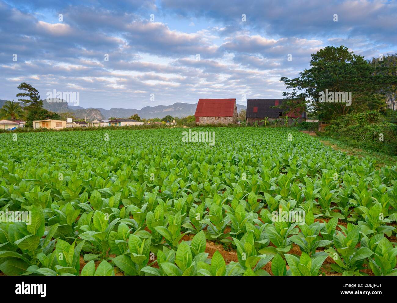 Tobacco barns hi-res stock photography and images - Alamy