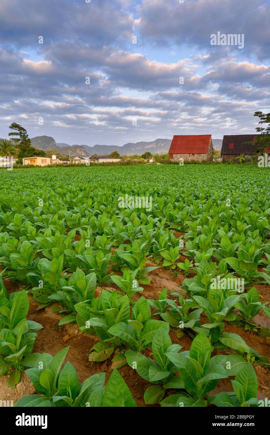 Cigar tobacco field, Vinales, Pinar del Rio Province, Cuba Stock Photo ...