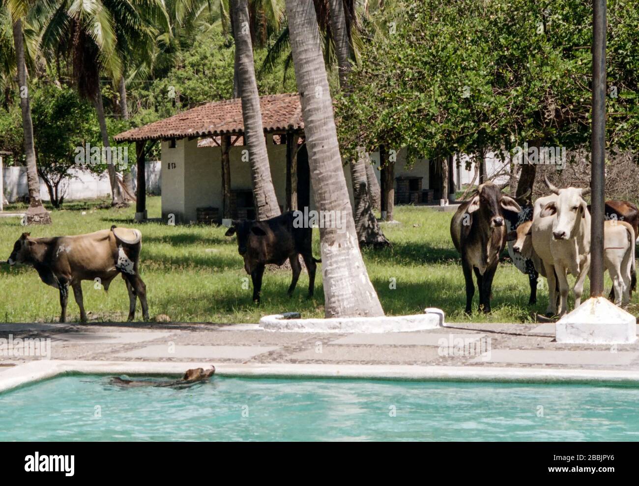 Cattle around aswimming pool hi-res stock photography and images - Alamy