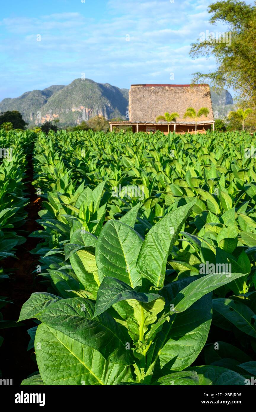 Organic cigar tobacco field with drying sheds, Vinales, Pinar del Rio ...