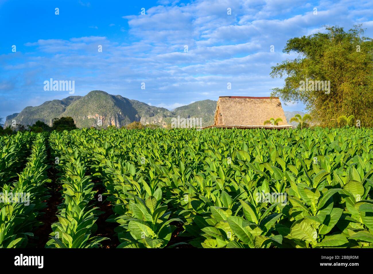 Organic cigar tobacco field with drying sheds, Vinales, Pinar del Rio ...