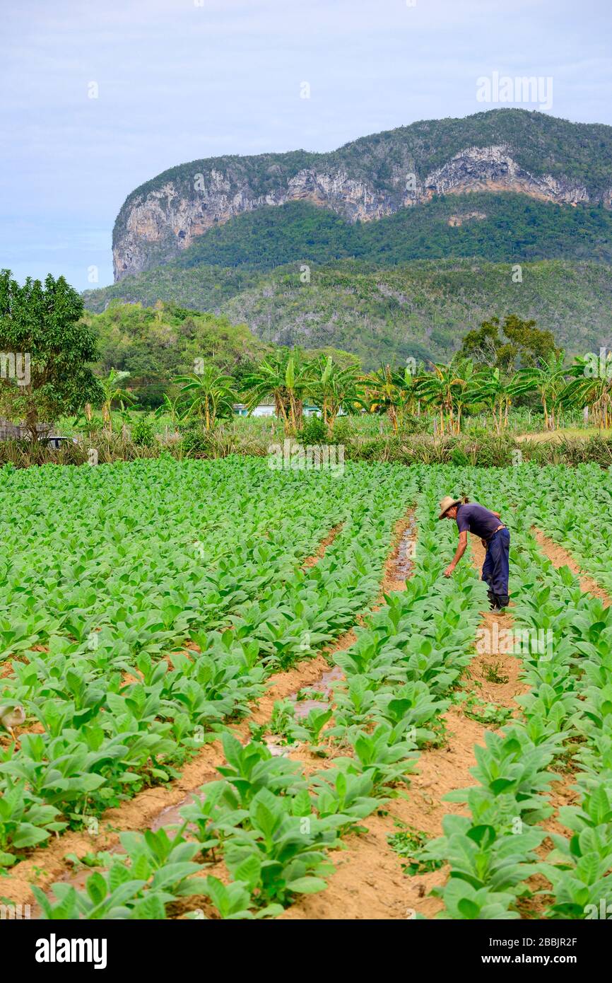 Farmer tends cigar tobacco field hi-res stock photography and images ...