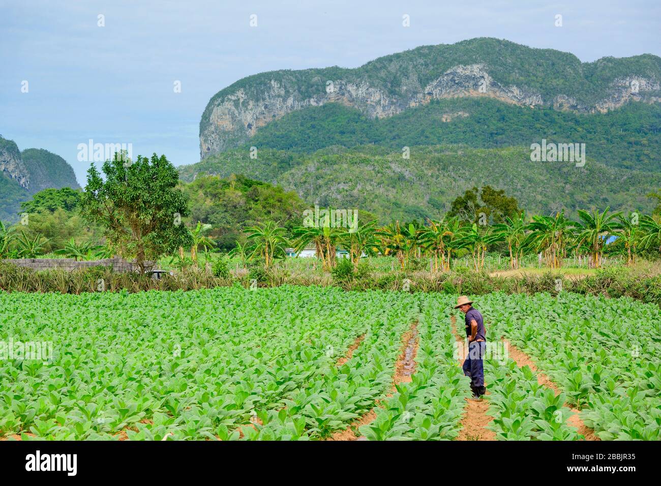 Farmer tends cigar tobacco field hi-res stock photography and images ...