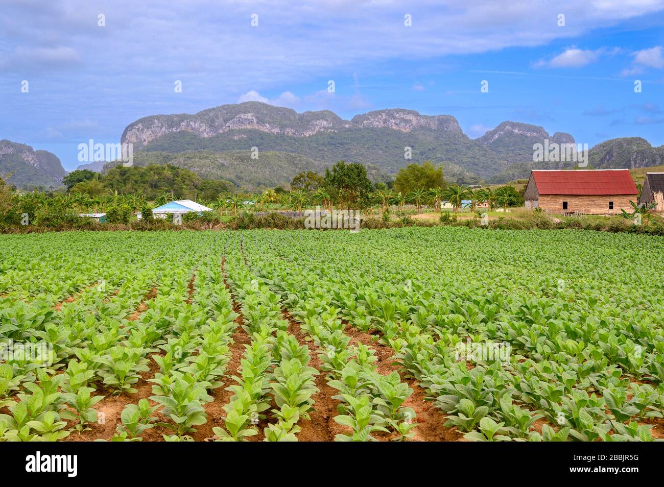Cigar tobacco field, Vinales, Pinar del Rio Province, Cuba Stock Photo ...