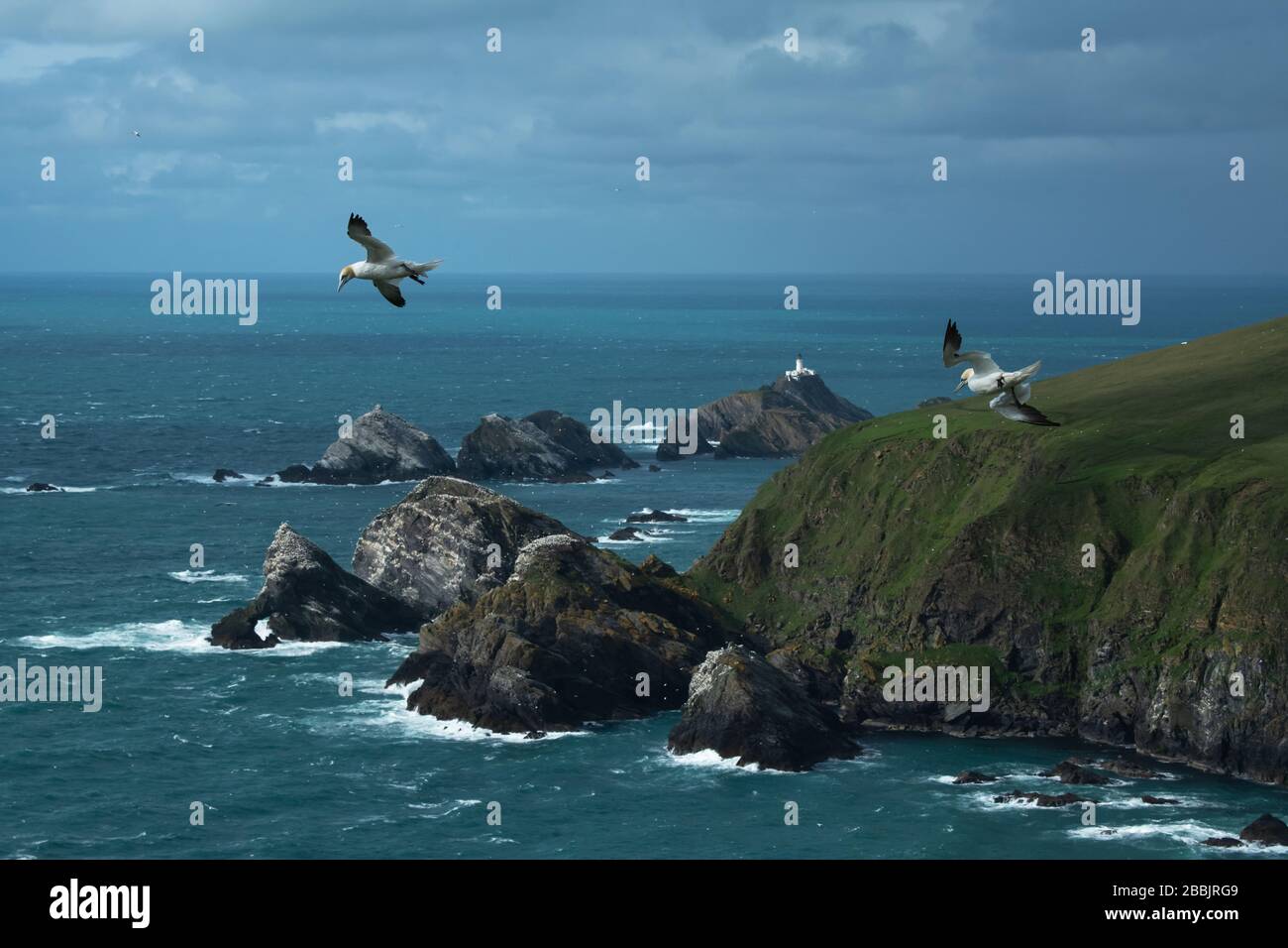 Hermaness reserve hi-res stock photography and images - Alamy