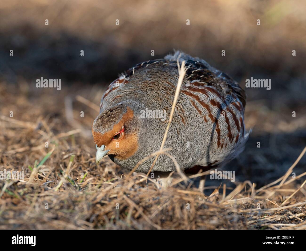 Hungarian Grey Partridge in a corn field in North Dakota Stock Photo ...