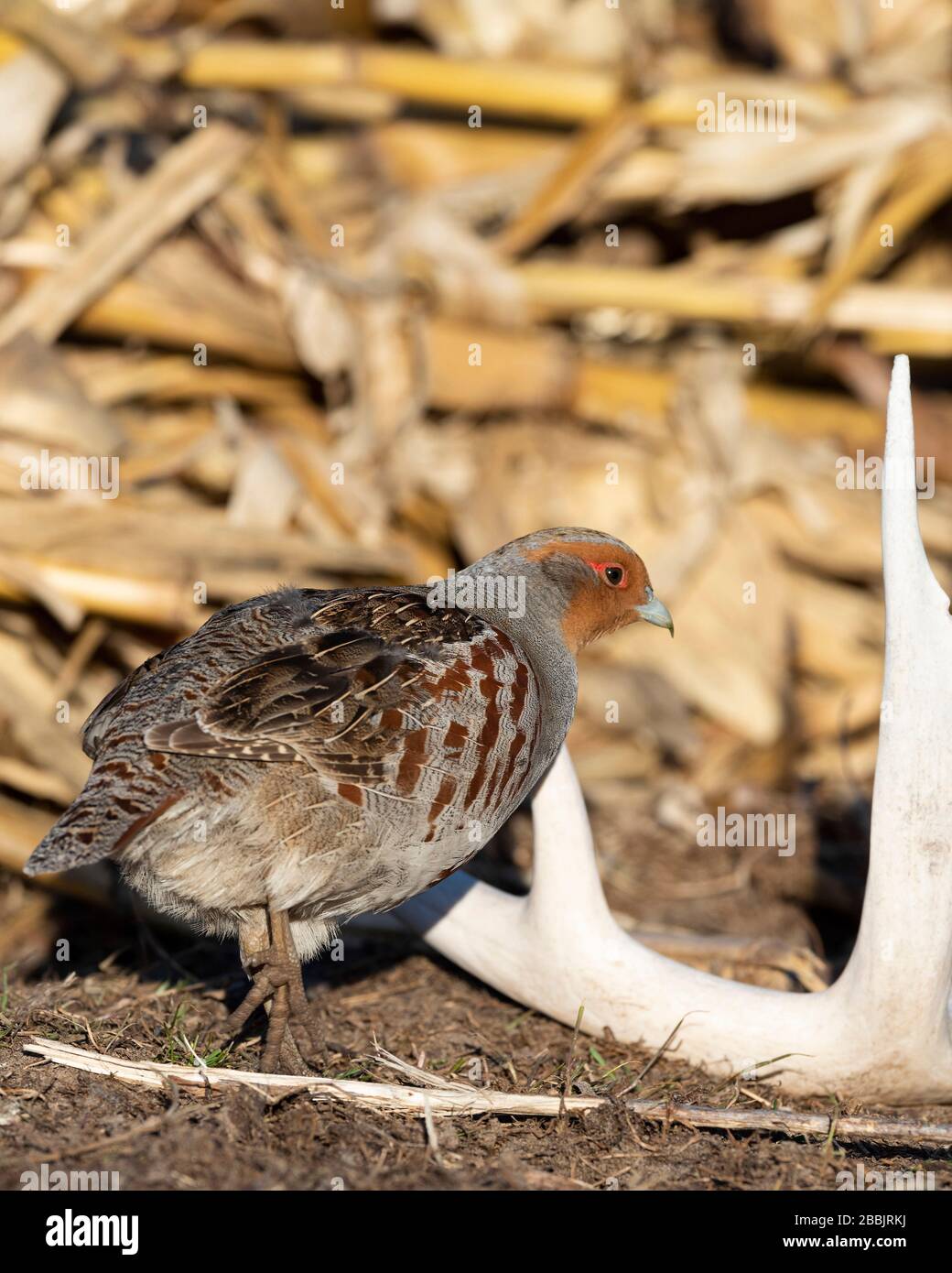 Hungarian Grey Partridge in a corn field in North Dakota Stock Photo ...