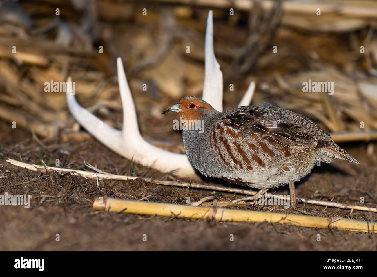 Hungarian Grey Partridge in a corn field in North Dakota Stock Photo ...