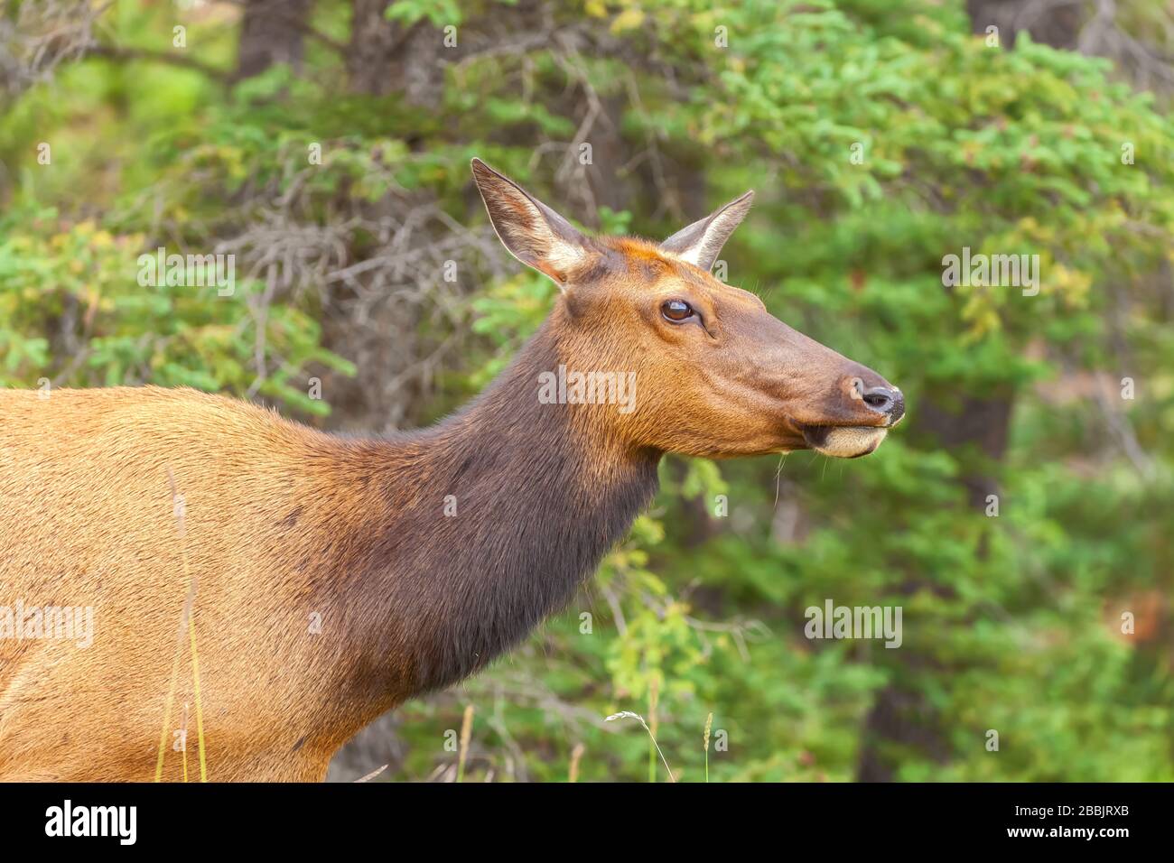 Female elk hi-res stock photography and images - Alamy