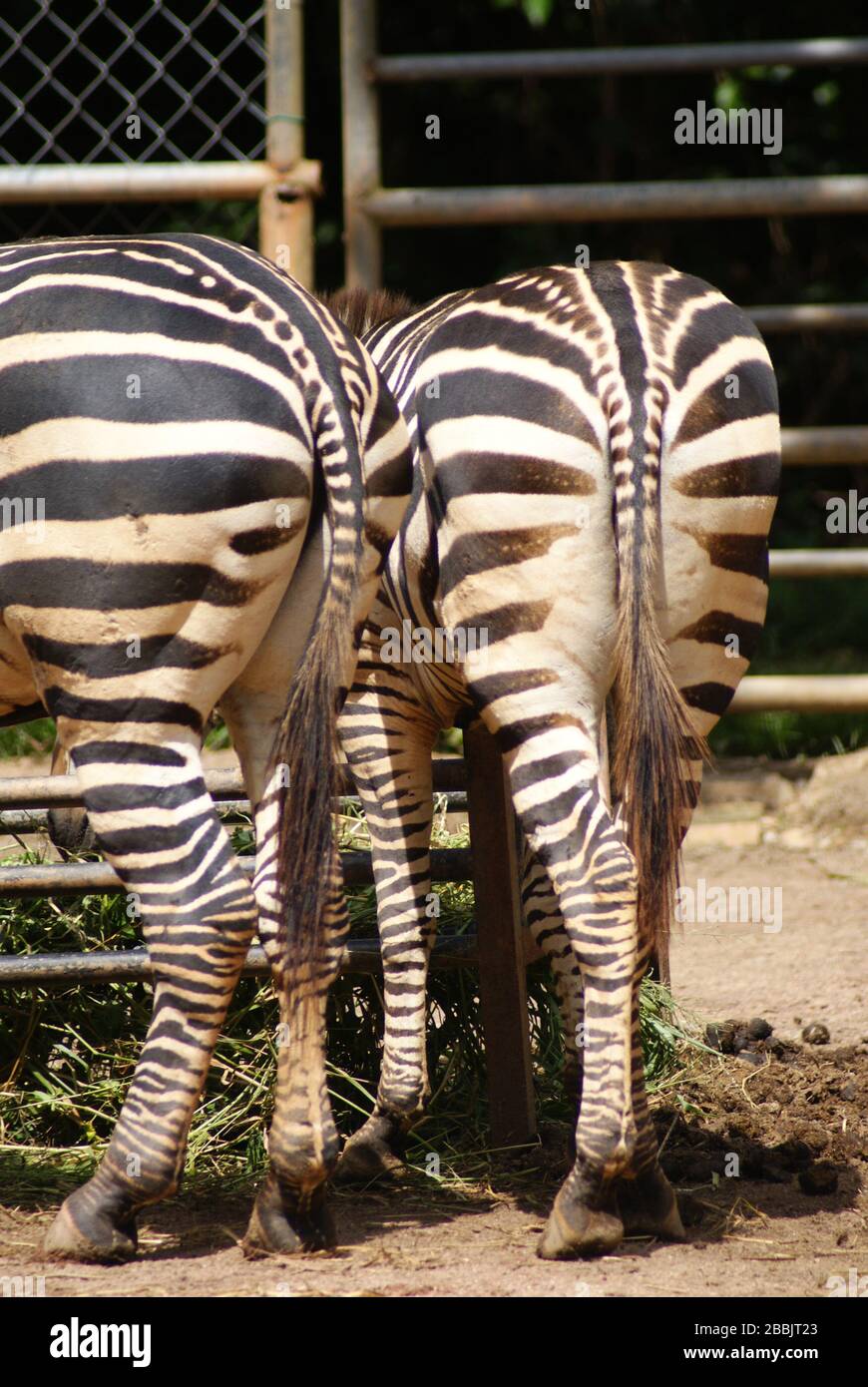 Zebra from behind hi-res stock photography and images - Alamy