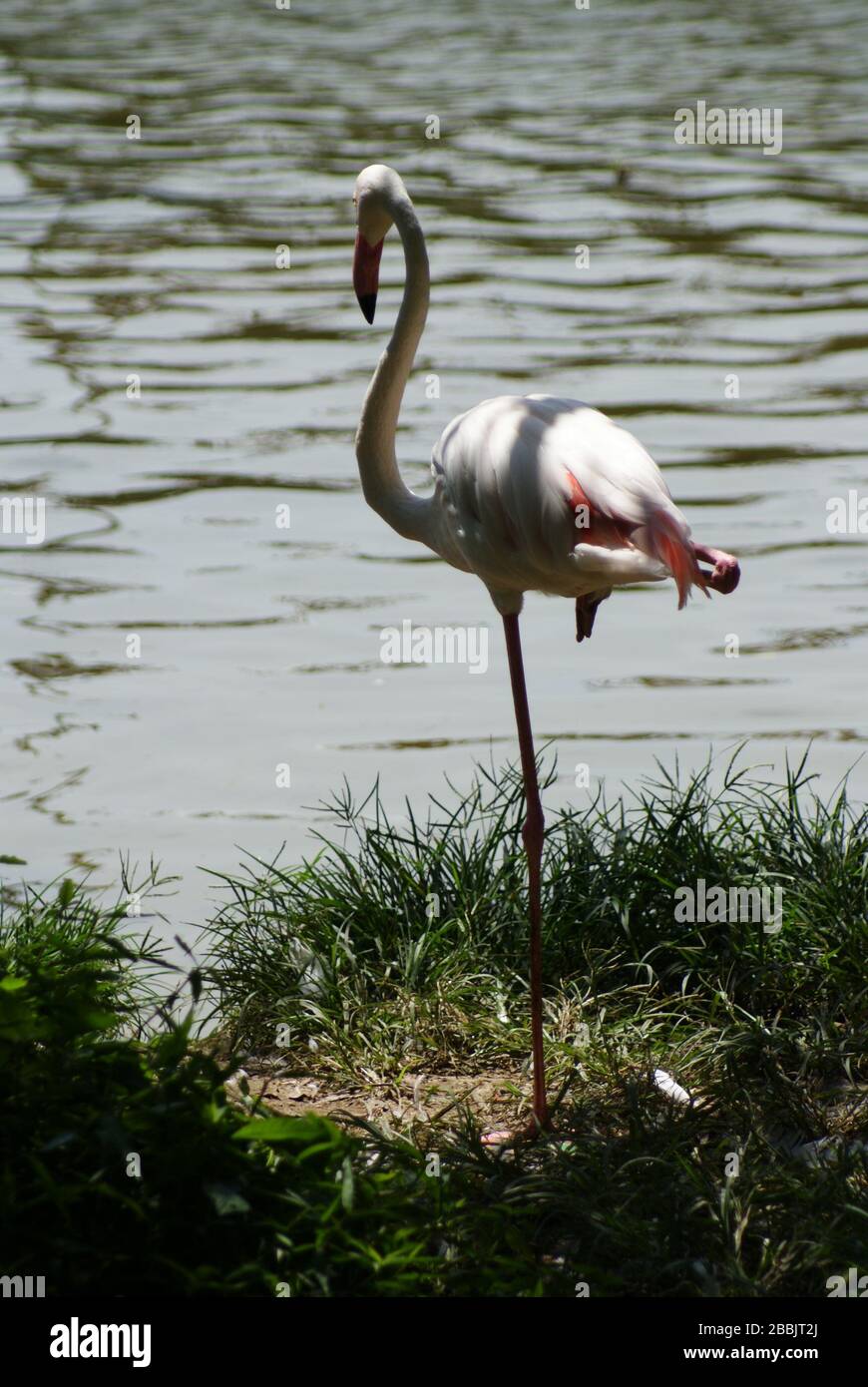 Flamingo standing on one leg Stock Photo - Alamy