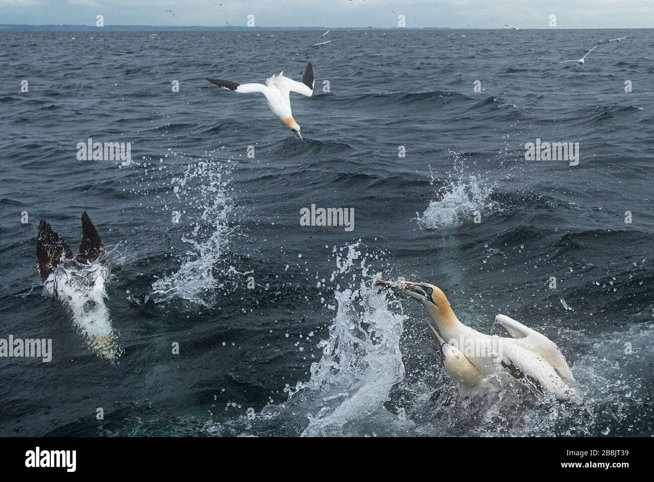 Northern gannet, Bass Rock, Scotland Stock Photo - Alamy