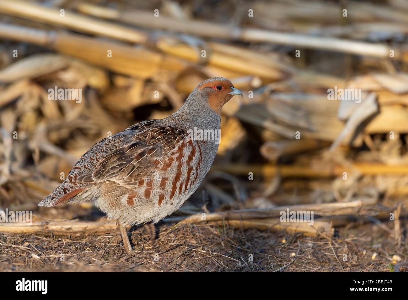 Hungarian Grey Partridge in a corn field in North Dakota Stock Photo ...