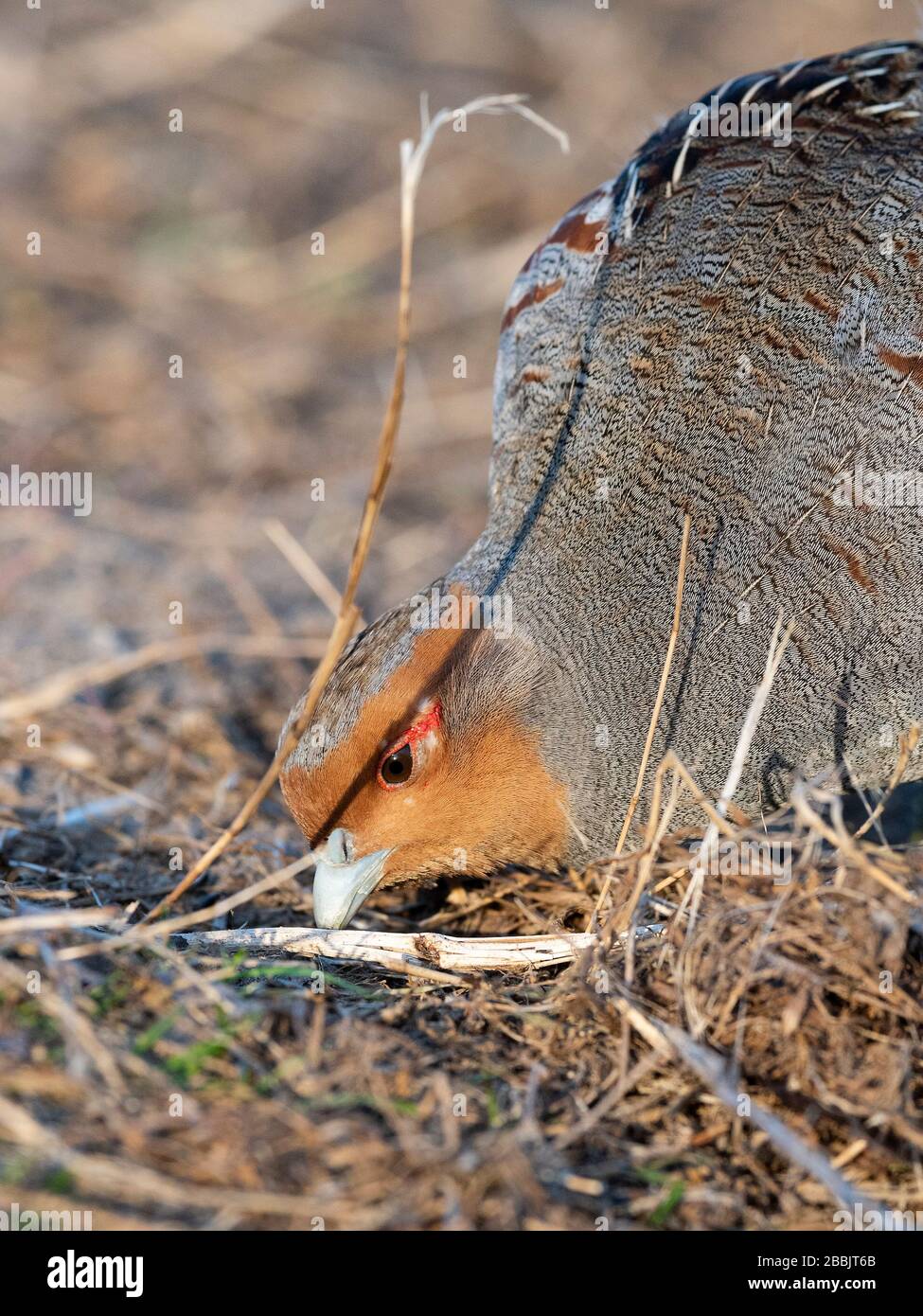 Hungarian Grey Partridge in a corn field in North Dakota Stock Photo ...