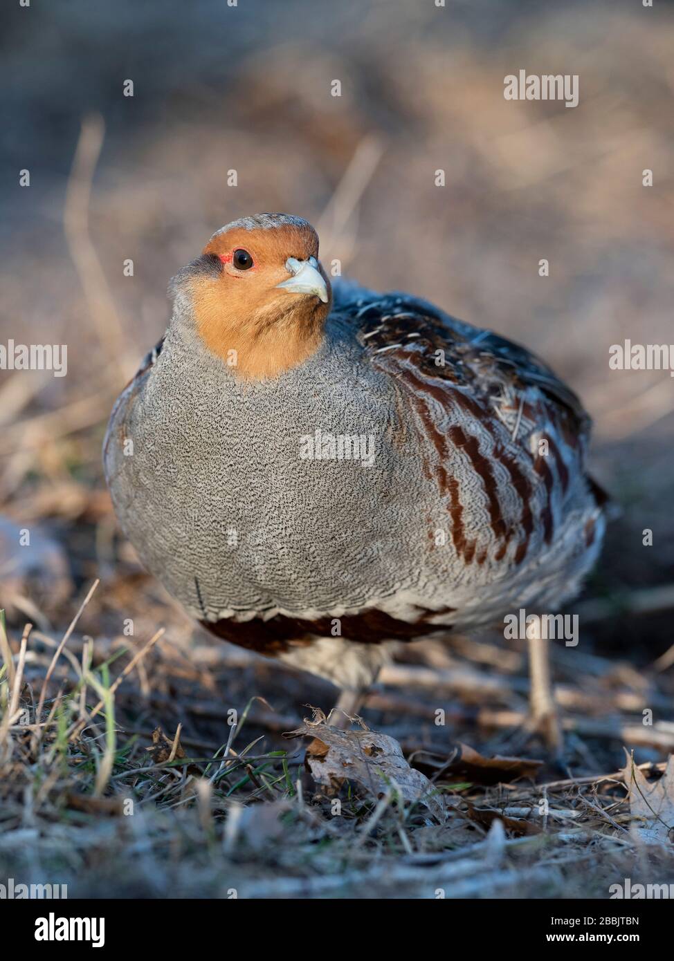 Hungarian Grey Partridge in a corn field in North Dakota Stock Photo ...