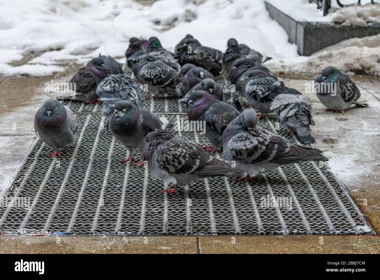Group of pigeons hi-res stock photography and images - Alamy